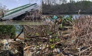 Volunteers to Gather April 18 for St. Thomas Great Mangrove Cleanup ...