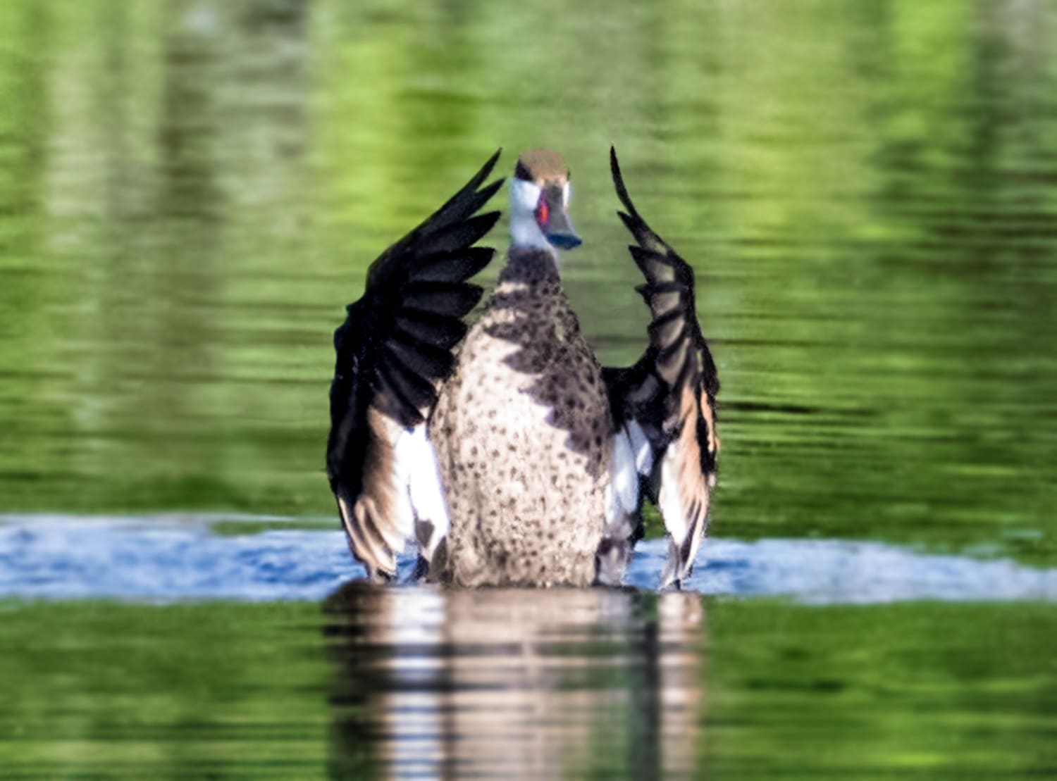 Baby Ducks Are Showing up in Virgin Islands Ponds | St. Croix Source