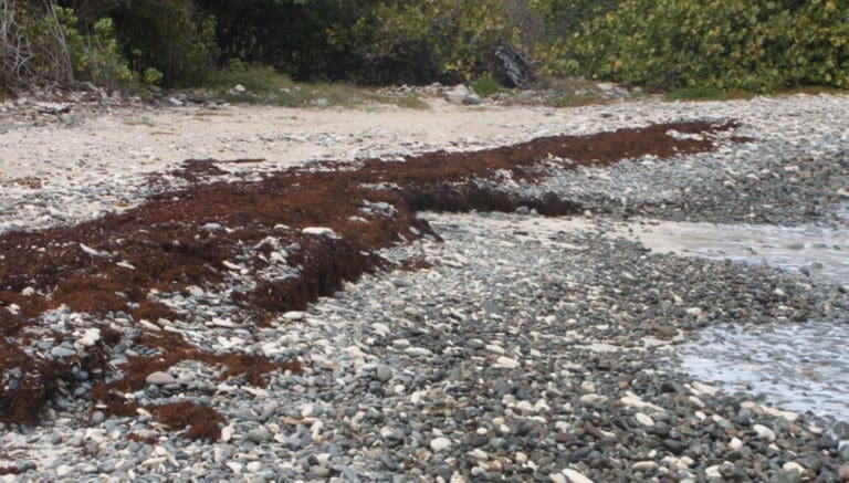 Sargassum’s Future Poses Bigger Mystery Than Its Origins | St. Croix Source