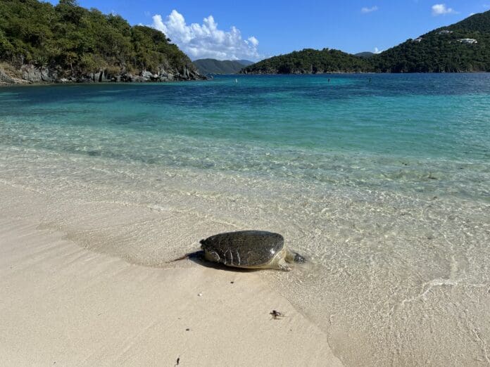 Humans Can Help Sea Turtles Survive | St. Croix Source