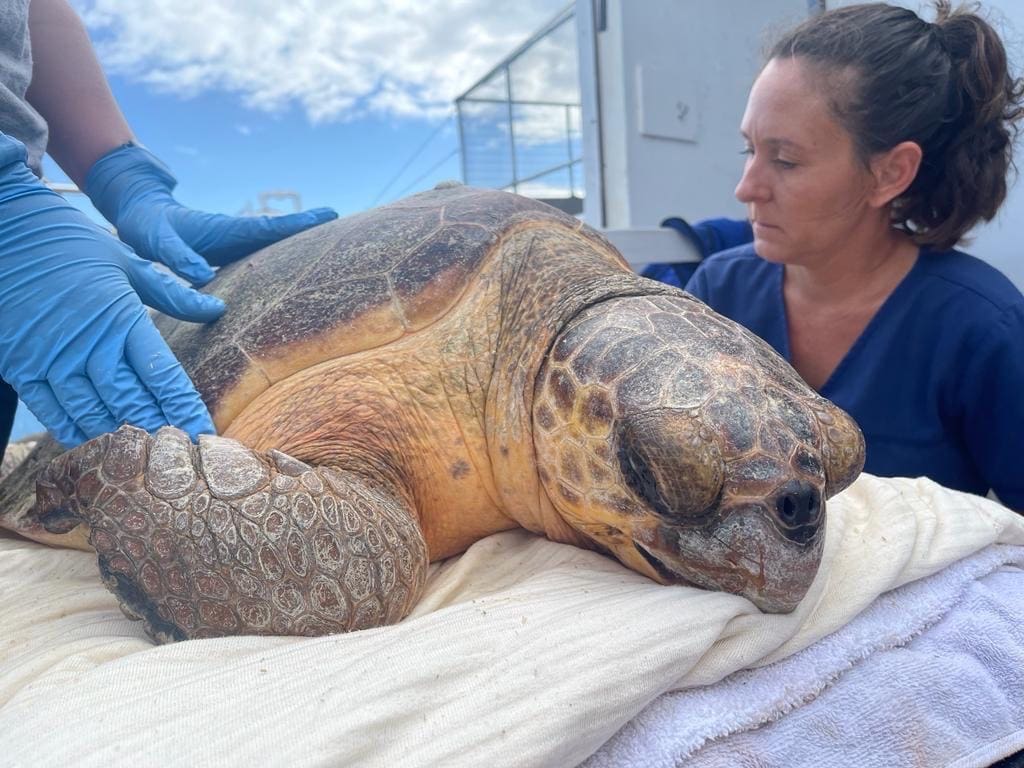 Intrepid Loggerhead Survives Shark Attack, with a Little Help from ...