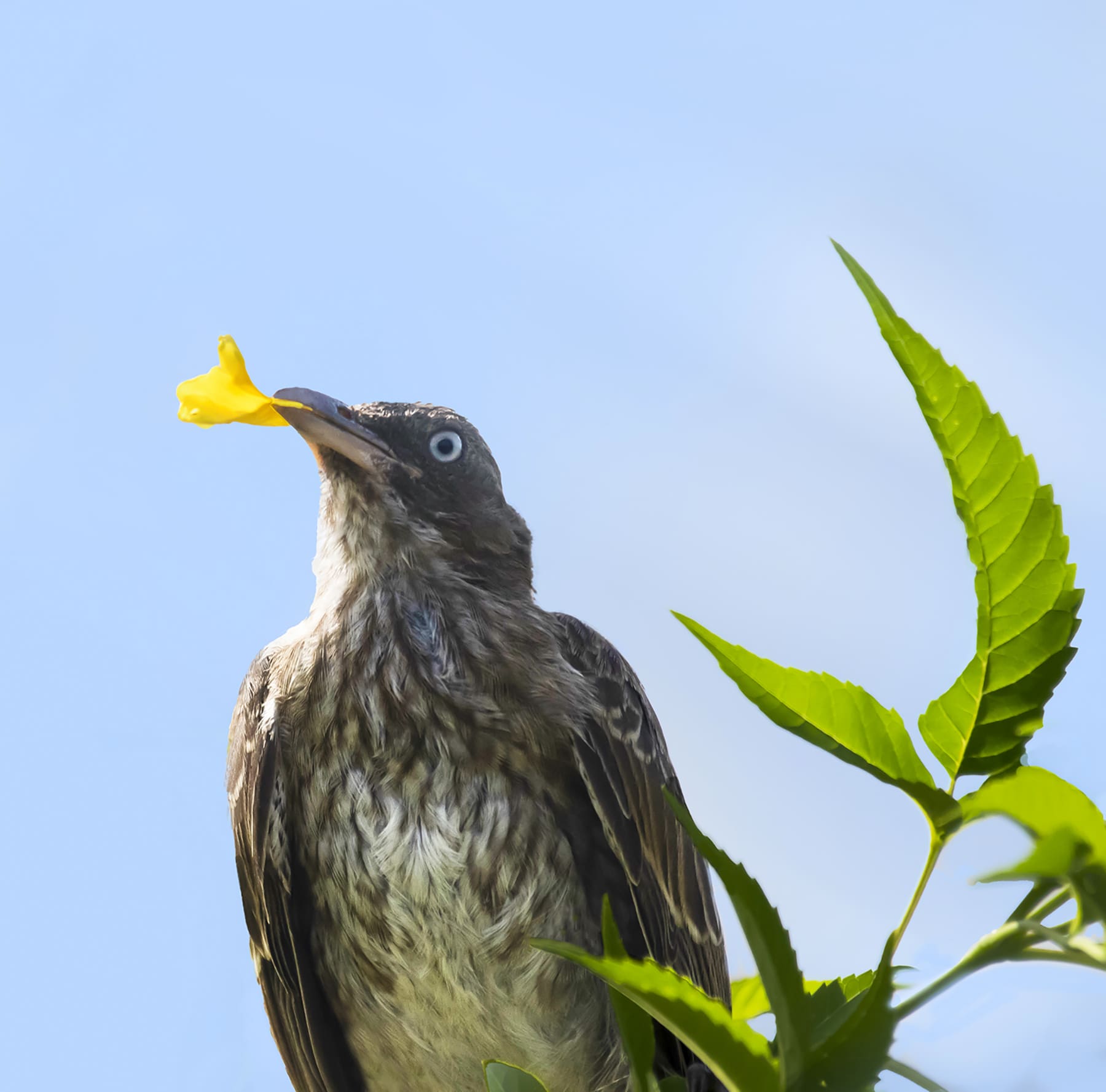 The Birds and Bees, and Love in the Trees | St. Croix Source