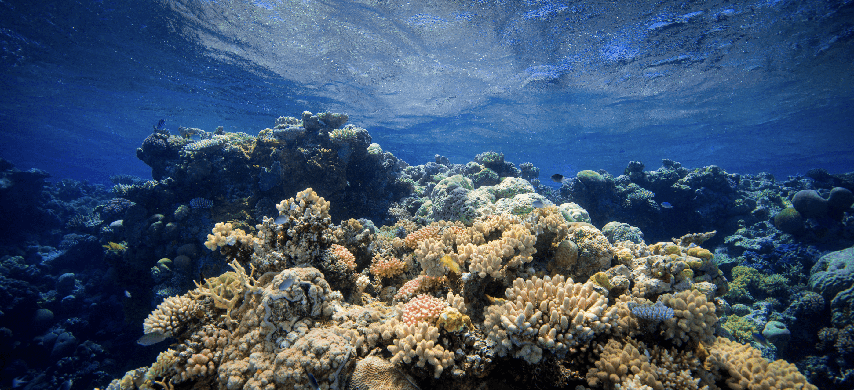 UVI Reef Response Hosts Second ‘Marine Biologist for a Day’ Workshop ...