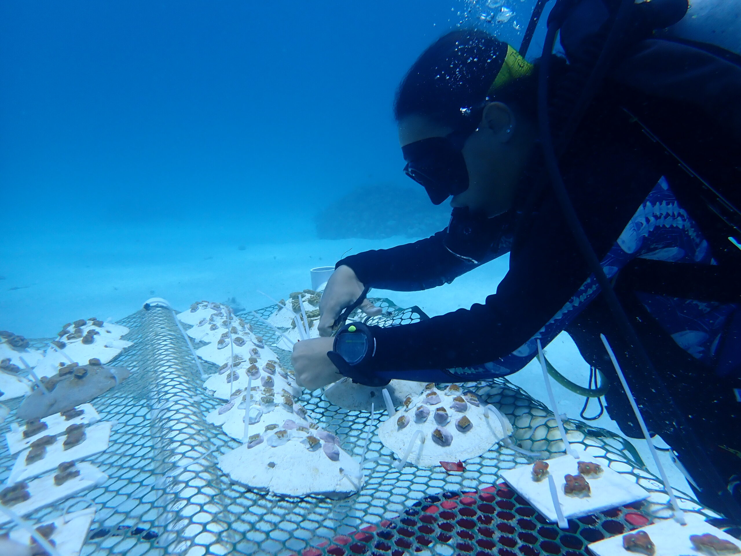 TNC USVI Coral Innovation Hub Receives NOAA’s Coral Research Center ...