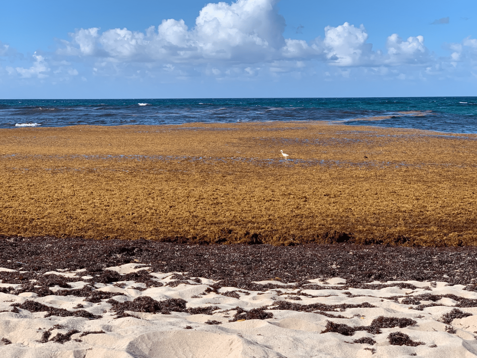 2025 Could See a Surge in Sargassum Seaweed Across the Region | St ...