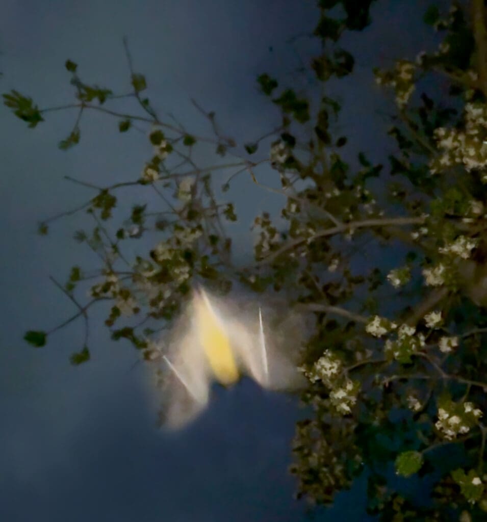 Amazing to Witness the Pollination of a Kapok Tree | St. Croix Source