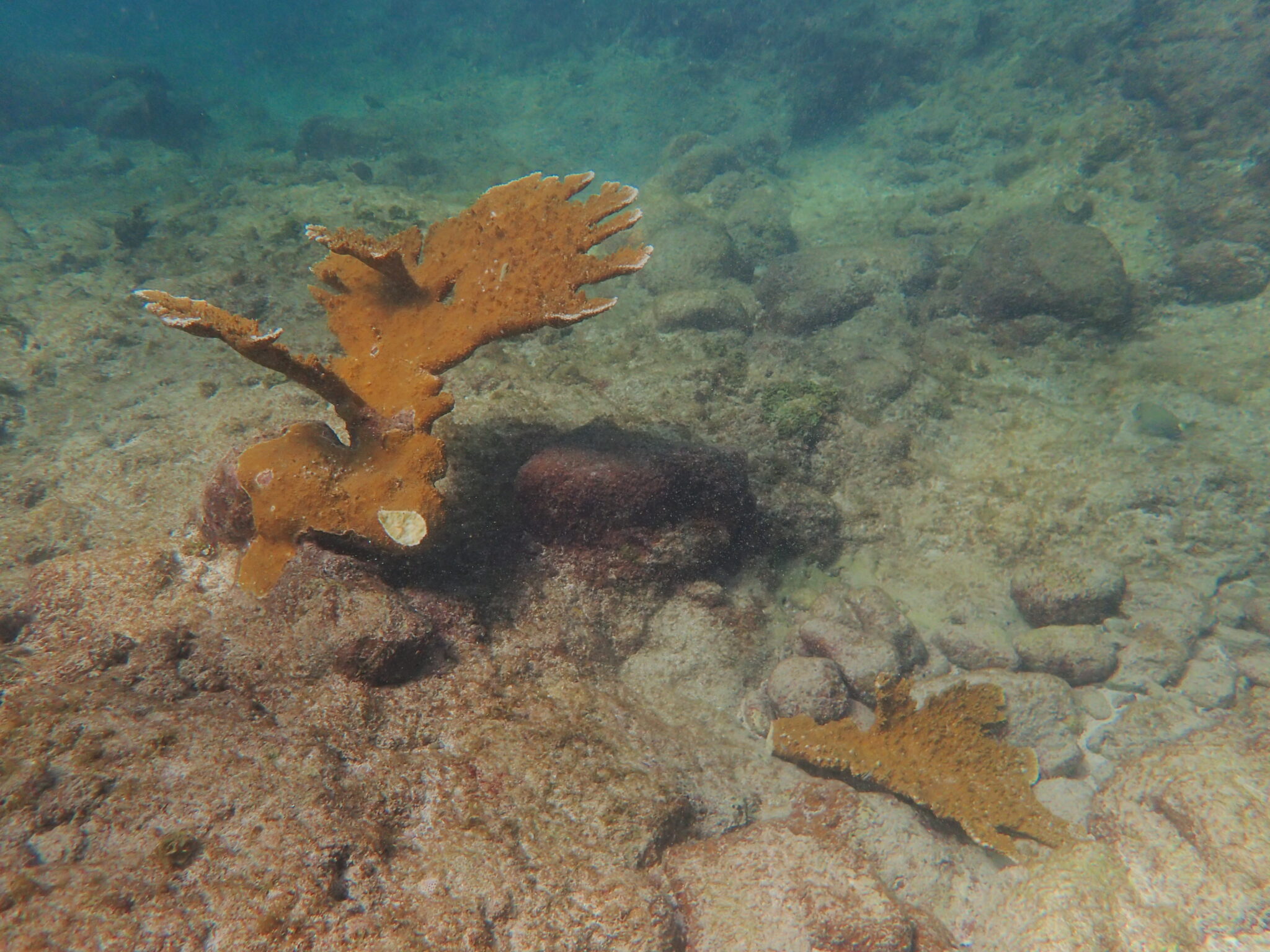 New Diver Training Aims to Build ‘First Responders’ for Coral Reefs ...
