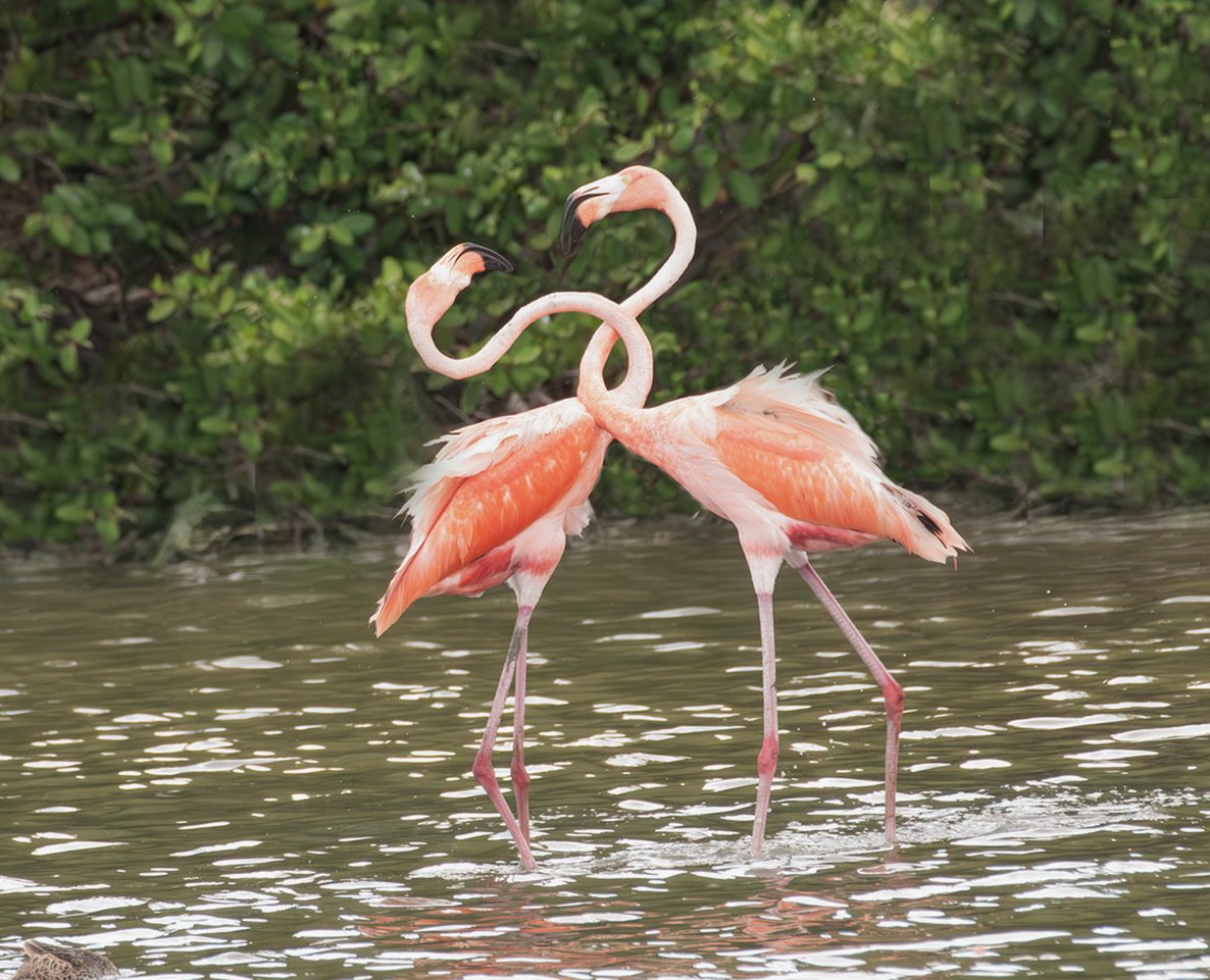 Partying with Flamingos | St. Croix Source