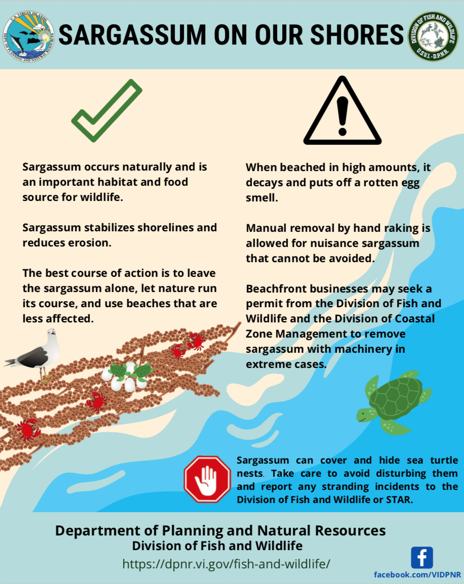 Sargassum Amounts Rise Again, and 2026 Could Be a Record Year | St ...