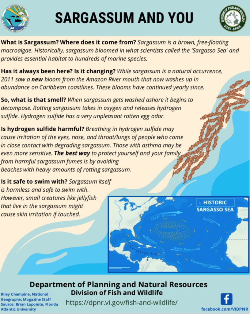 Sargassum Amounts Rise Again, and 2026 Could Be a Record Year | St ...