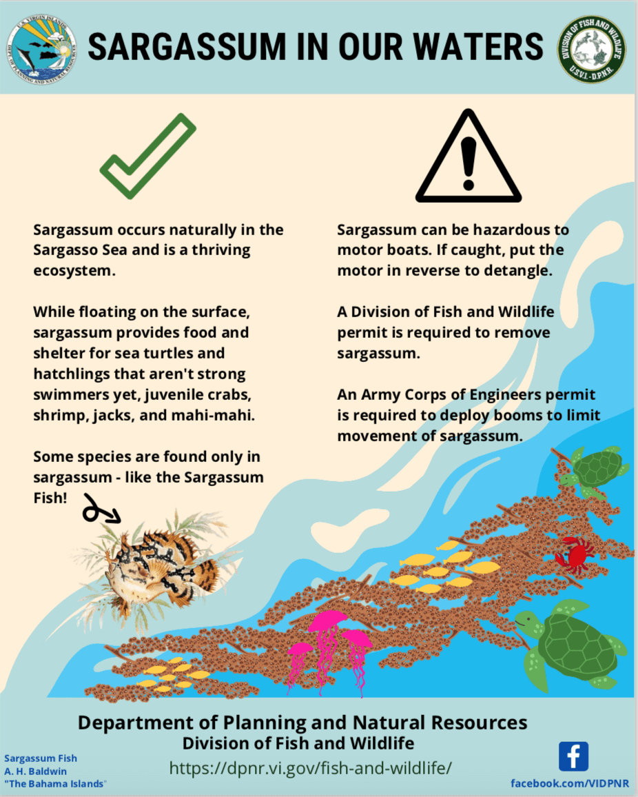 Sargassum Amounts Rise Again, and 2026 Could Be a Record Year | St ...